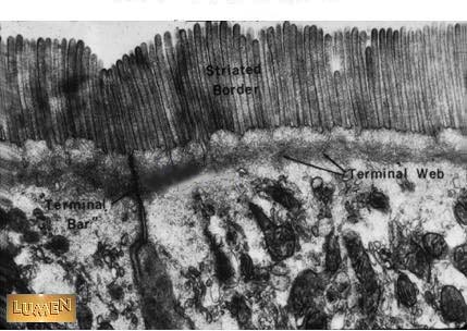 Histology Practical Epithelium and Simple Glands