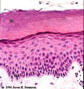 Stratum corneum