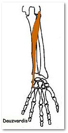 Extensor Carpi Ulnaris