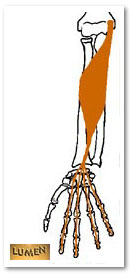 Flexor Digitorum Profundus