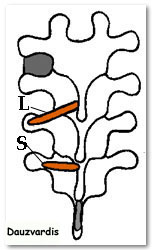 Transversospinalis-Rotatores