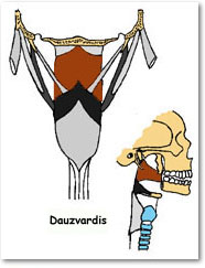 Superior Constrictor