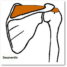 Supraspinatus