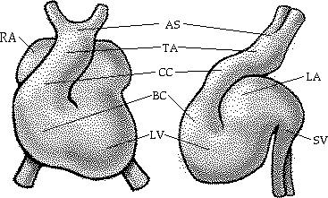 Atrial Partitioning
