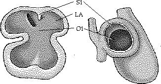 Atrial Partitioning