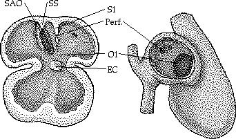 Atrial Partitioning