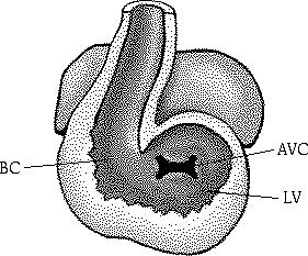 Atrioventricular canals