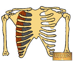 Thoracic musculature