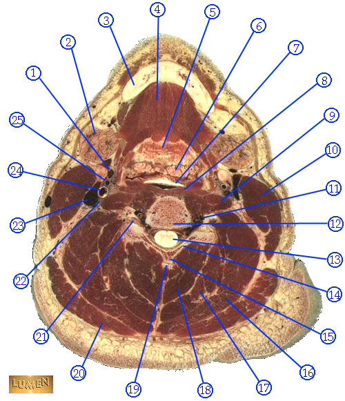 untitled [www.meddean.luc.edu]