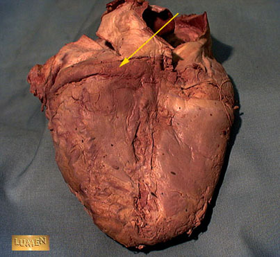 untitled [www.meddean.luc.edu]