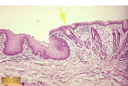 Histology Practical GI Tract