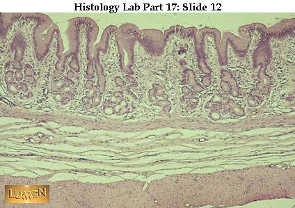 Histology Practical GI Tract