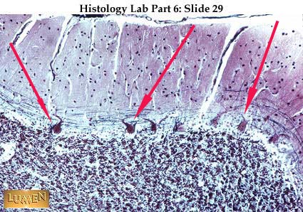 Histology Practical Neural Tissue