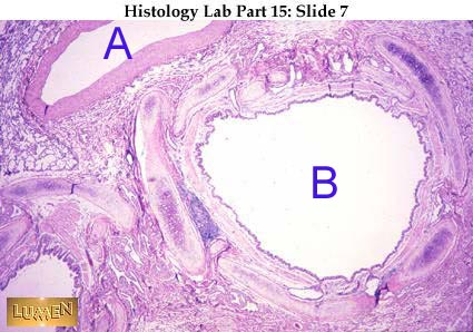 Histology Practical Respiratory