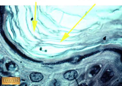 Histology Practical Skin and Tongue