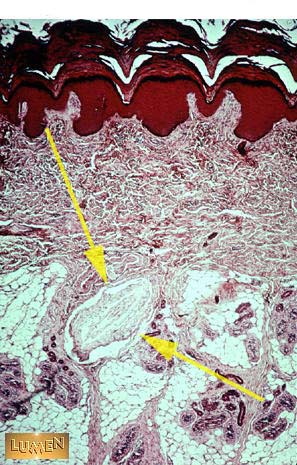 Histology Practical Skin and Tongue