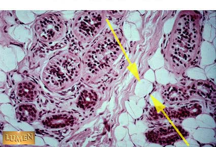 Histology Practical Skin and Tongue
