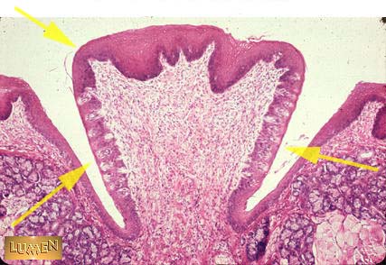Histology Practical Skin and Tongue