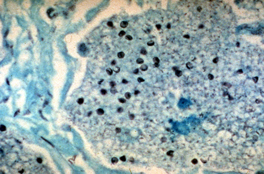 Untitled Document [www.meddean.luc.edu]