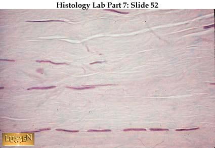 Histology Practical Muscle