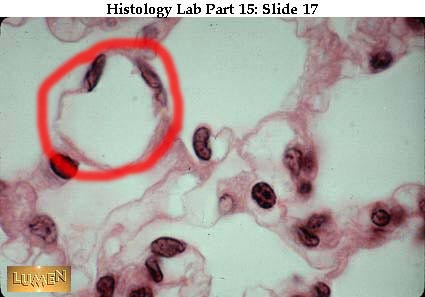 Histology Practical Respiratory