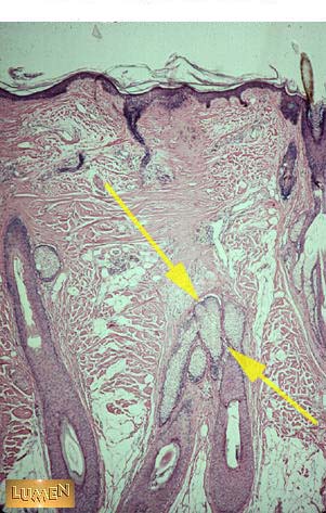 Histology Practical Skin and Tongue