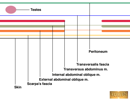 Descent of Testis