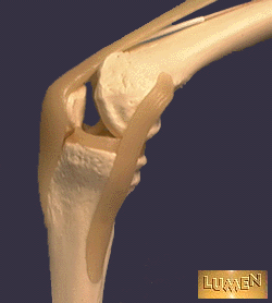 Main Lower Limb