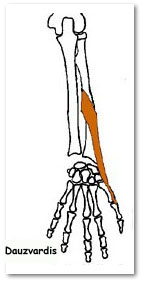 Flexor Pollicis Brevis Origin And Insertion