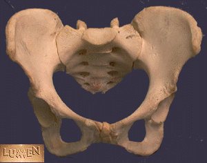 Main Pelvis
