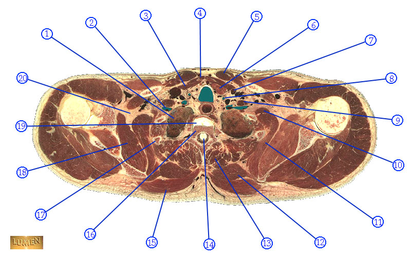 Thorax Cross Section