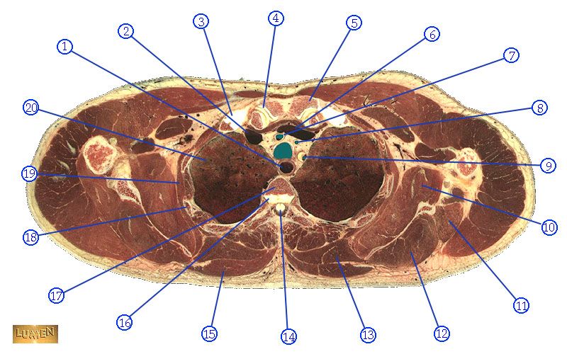Thorax Cross Section