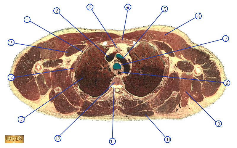 Thorax Cross Section