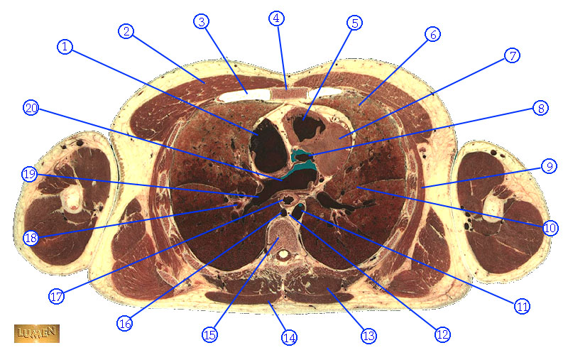 Thorax Cross Section