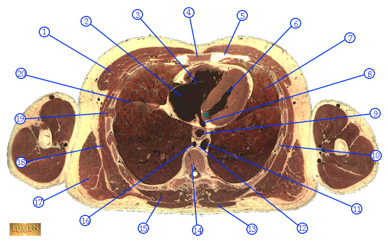 Thorax Cross Section