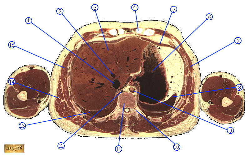 Abdomen Cross Section
