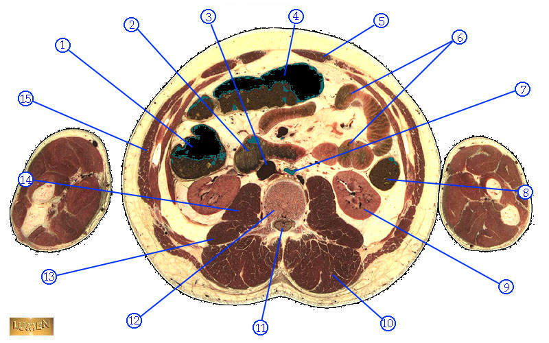 Abdomen Cross Section