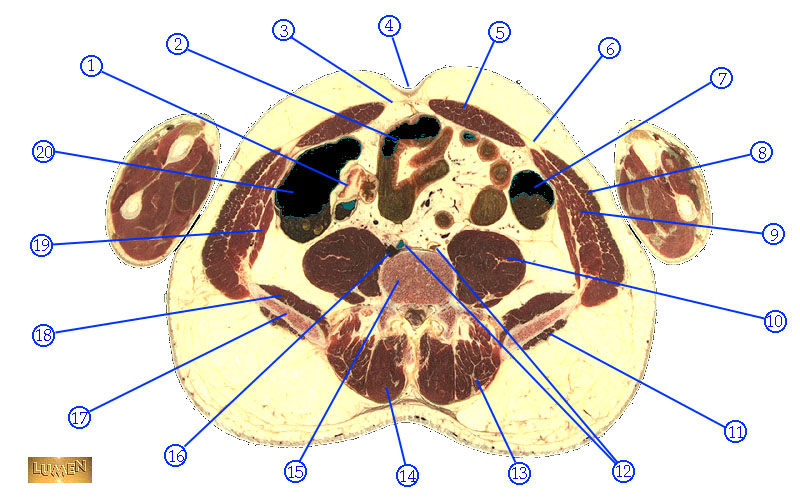 Pelvis Cross Section