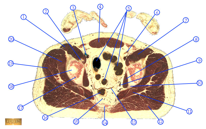 Pelvis Cross Section