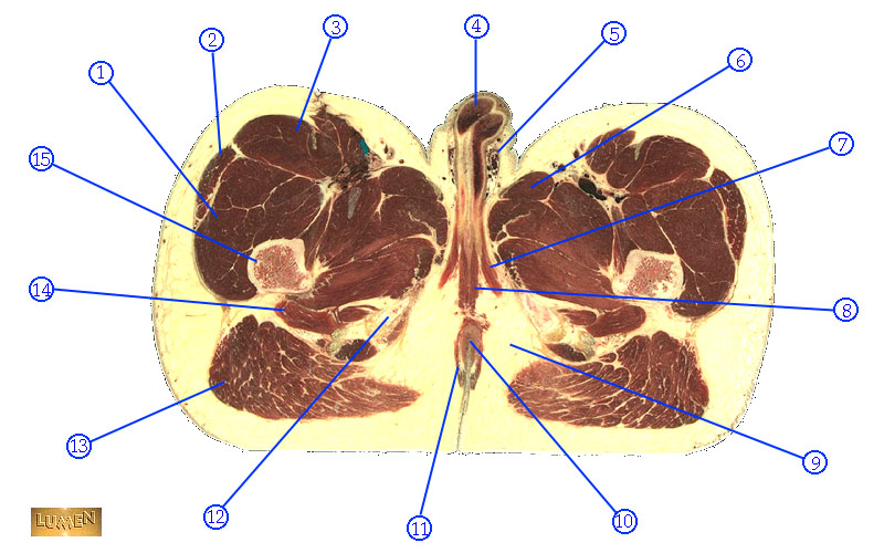 Pelvis Cross Section
