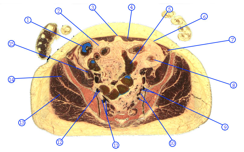 Thorax Cross Section