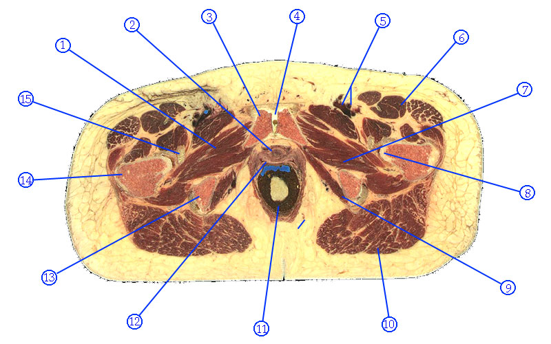 Thorax Cross Section