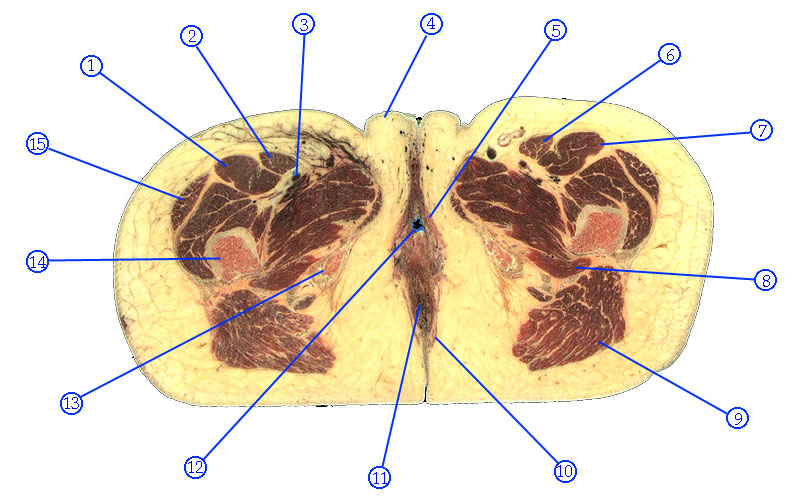 Thorax Cross Section