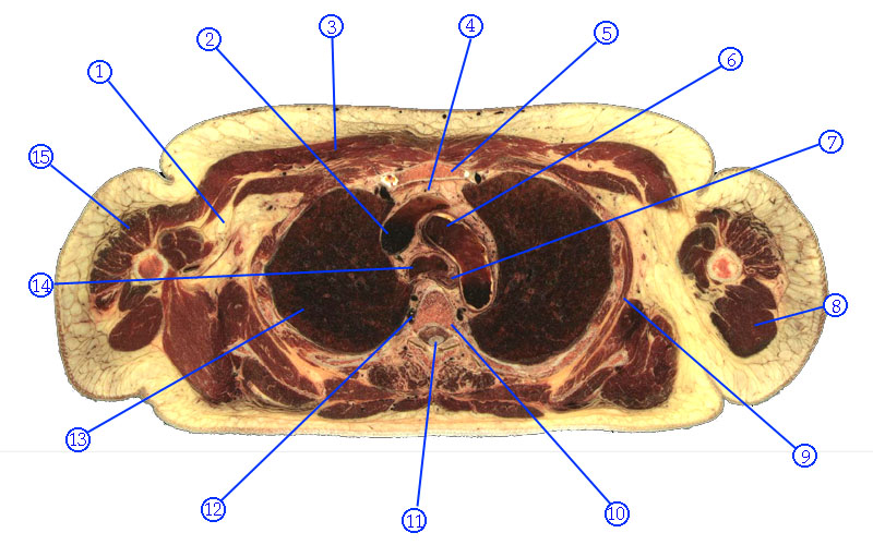 Thorax Cross Section