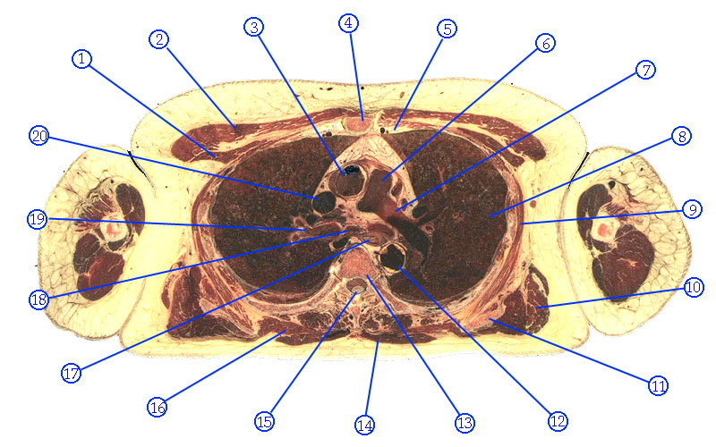 Thorax Cross Section