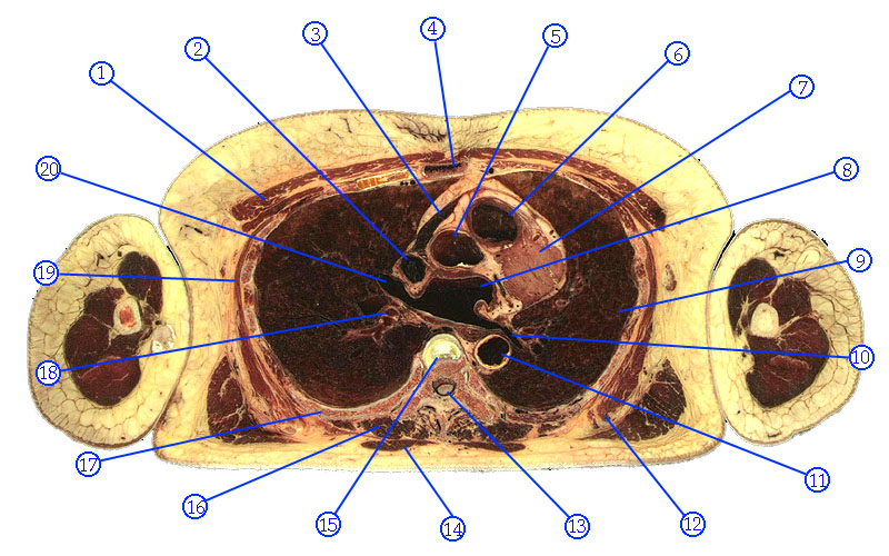 Thorax Cross Section