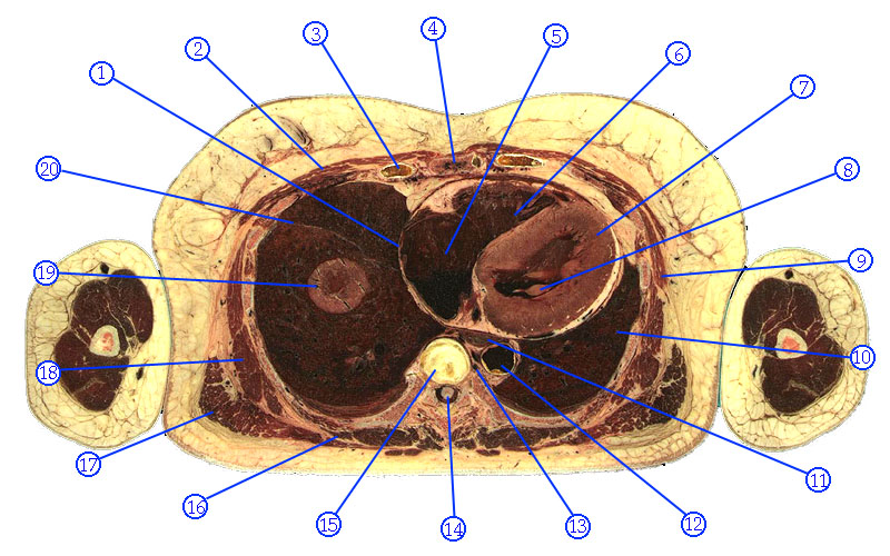 Thorax Cross Section