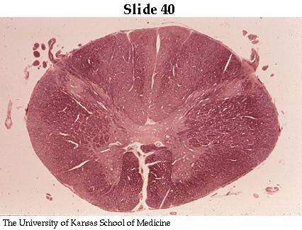 Spinal Cord Cross Section Slide