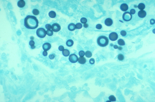 Untitled Document [www.meddean.luc.edu]