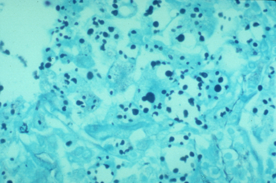 Untitled Document [www.meddean.luc.edu]